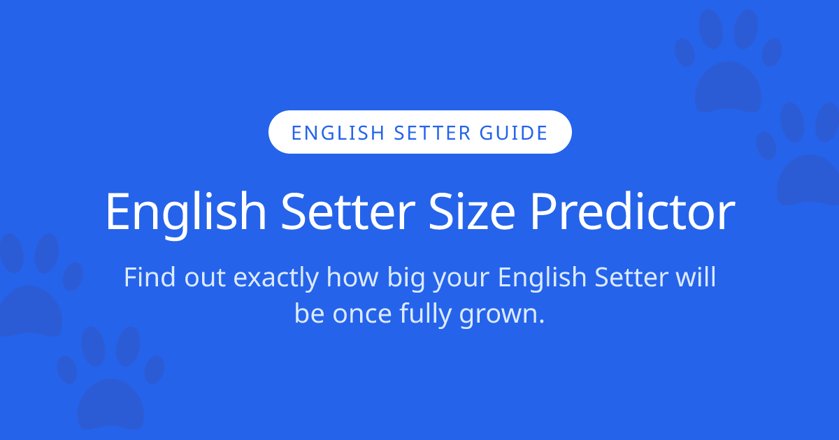 How Big Will My English Setter Get? | English Setter Size Calculator
