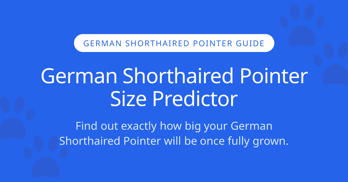 How Big Will My German Shorthaired Pointer Get? | German Shorthaired ...